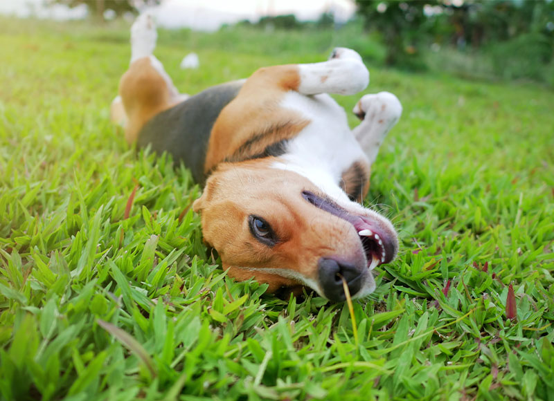 Microchipping - Vet in Smithtown | Smithtown Animal Hospital